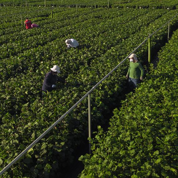 Our aim to source hazelnuts sustainably | Ferrero Group