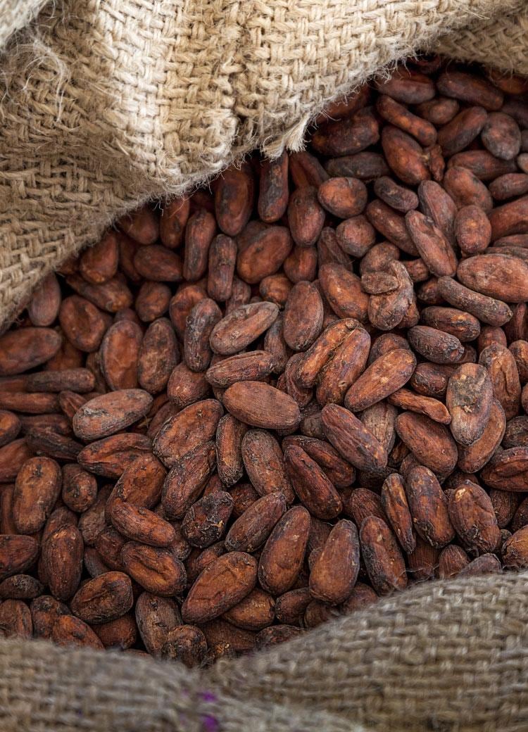 Obteniendo Cacao de Manera Sostenible | Grupo Ferrero