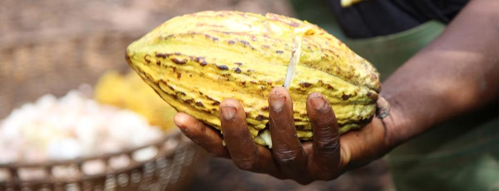 The cocoa and forest initiative: ferrero’s action plan | Ferrero