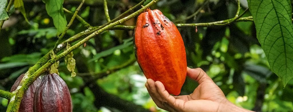 Ferrero News - Ferrero reveals significant progress and outlines future ...