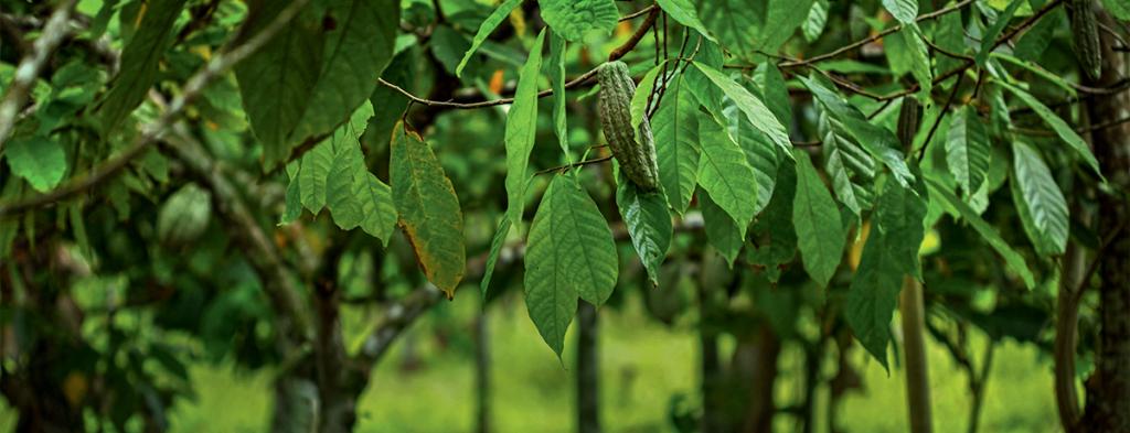 Ferrero publishes third cocoa & forests initiative progress report ...