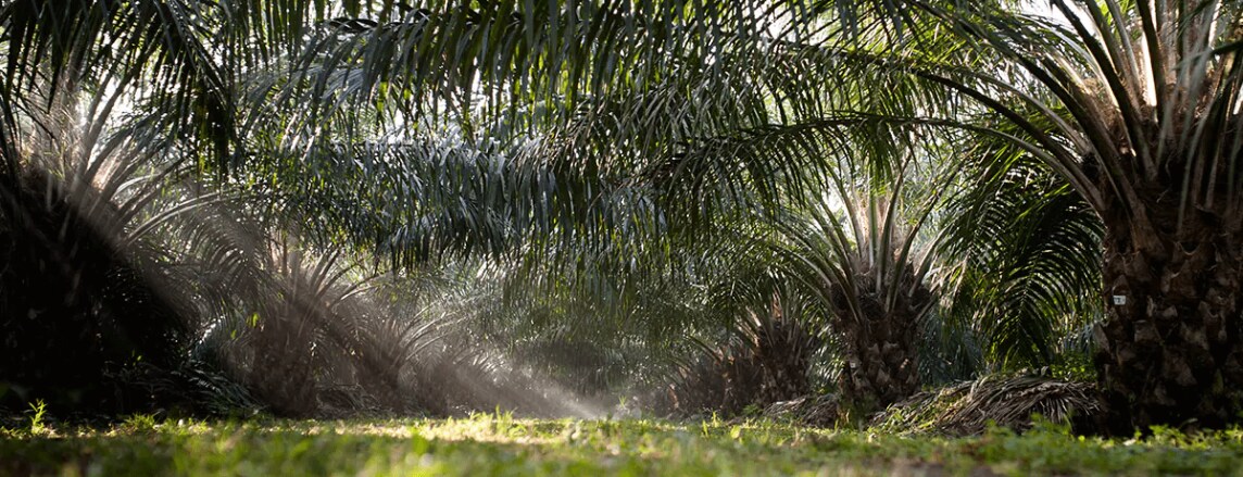 Ferrero unveils its new palm oil charter