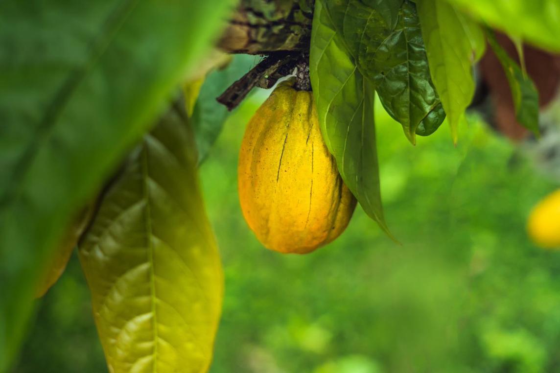 Ferrero Group Official Website | Ferrero Group