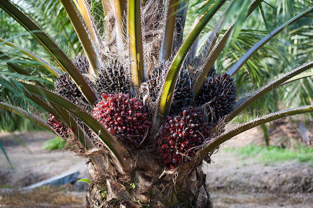 10 Facts about Ferrero’s Palm Oil
