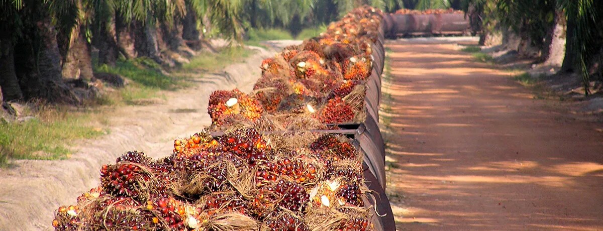Traceability and transparency for ferrero’s palm oil | Ferrero