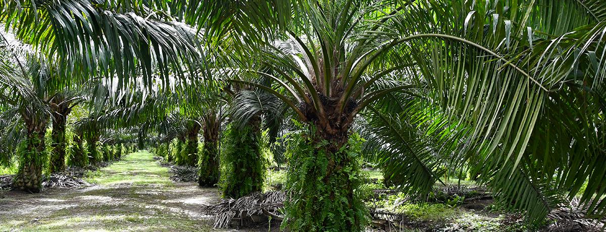 Ferrero unveils its new palm oil charter