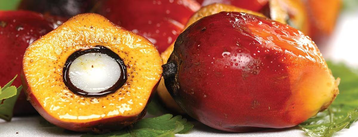 Ferrero joins ngos and innovative palm oil suppliers becoming poig member