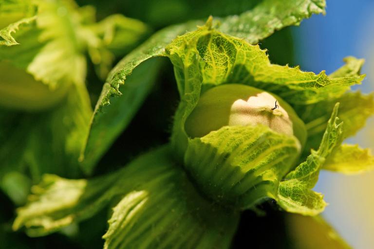 Our Supplier Code | Ferrero Group