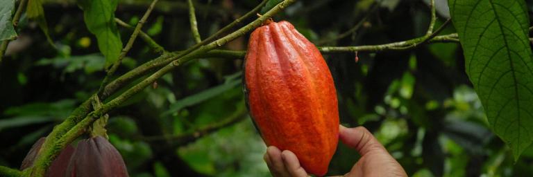 Other Key Ingredients | Ferrero Group