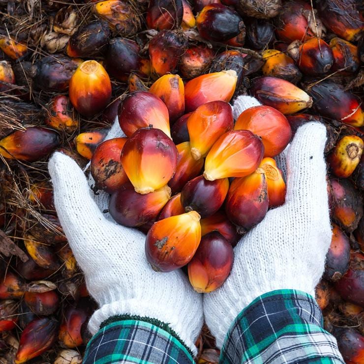Our aim to source palm oil sustainably | Ferrero Group