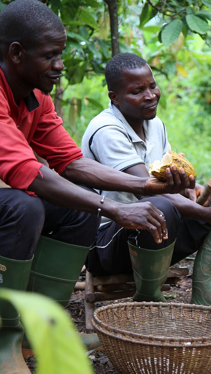 Source Cocoa Sustainably | Ferrero Group