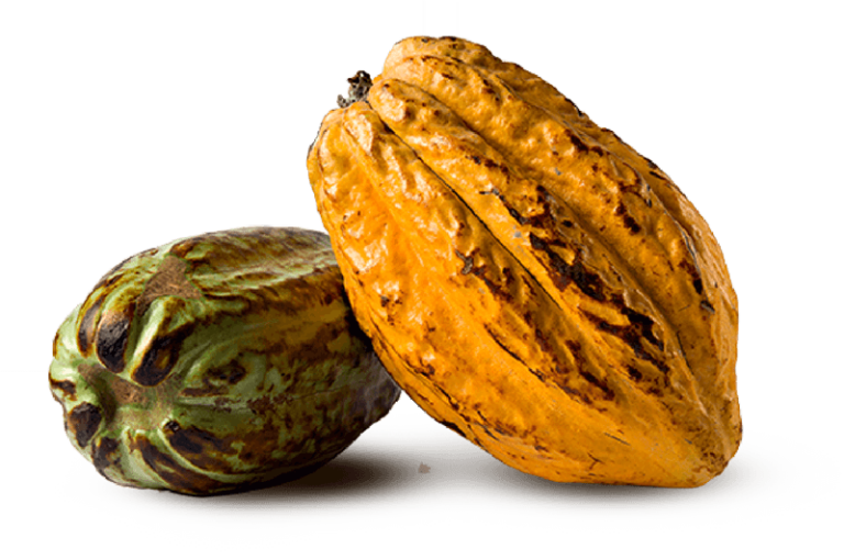 Source Cocoa Sustainably | Ferrero Group