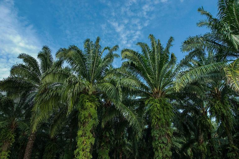10 Facts about Ferrero’s Palm Oil
