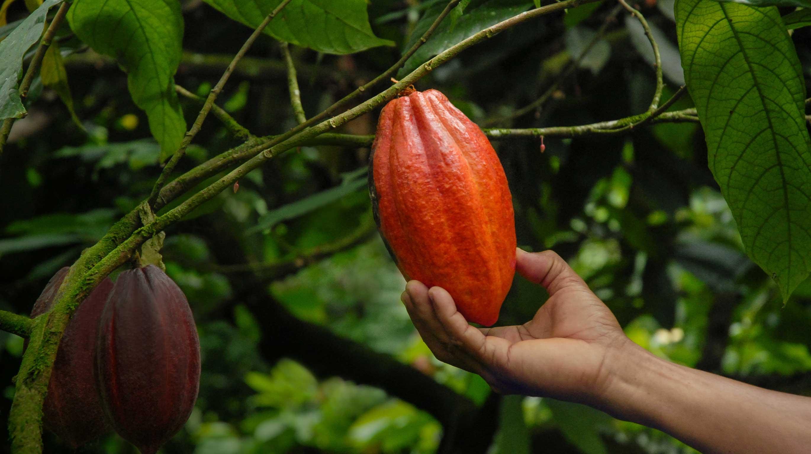 Sitio Web Oficial de Grupo Ferrero | Grupo Ferrero