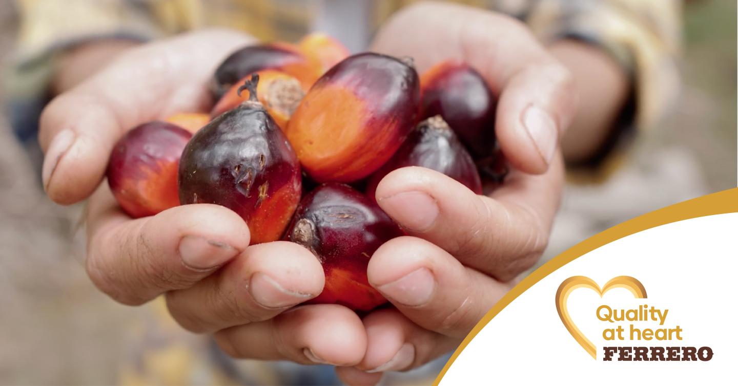 Quality at Heart: our commitment to a deforestation-free palm oil | Ferrero